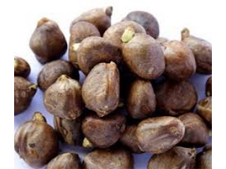 Vegetables : Guystar, Guyana Online Shopping